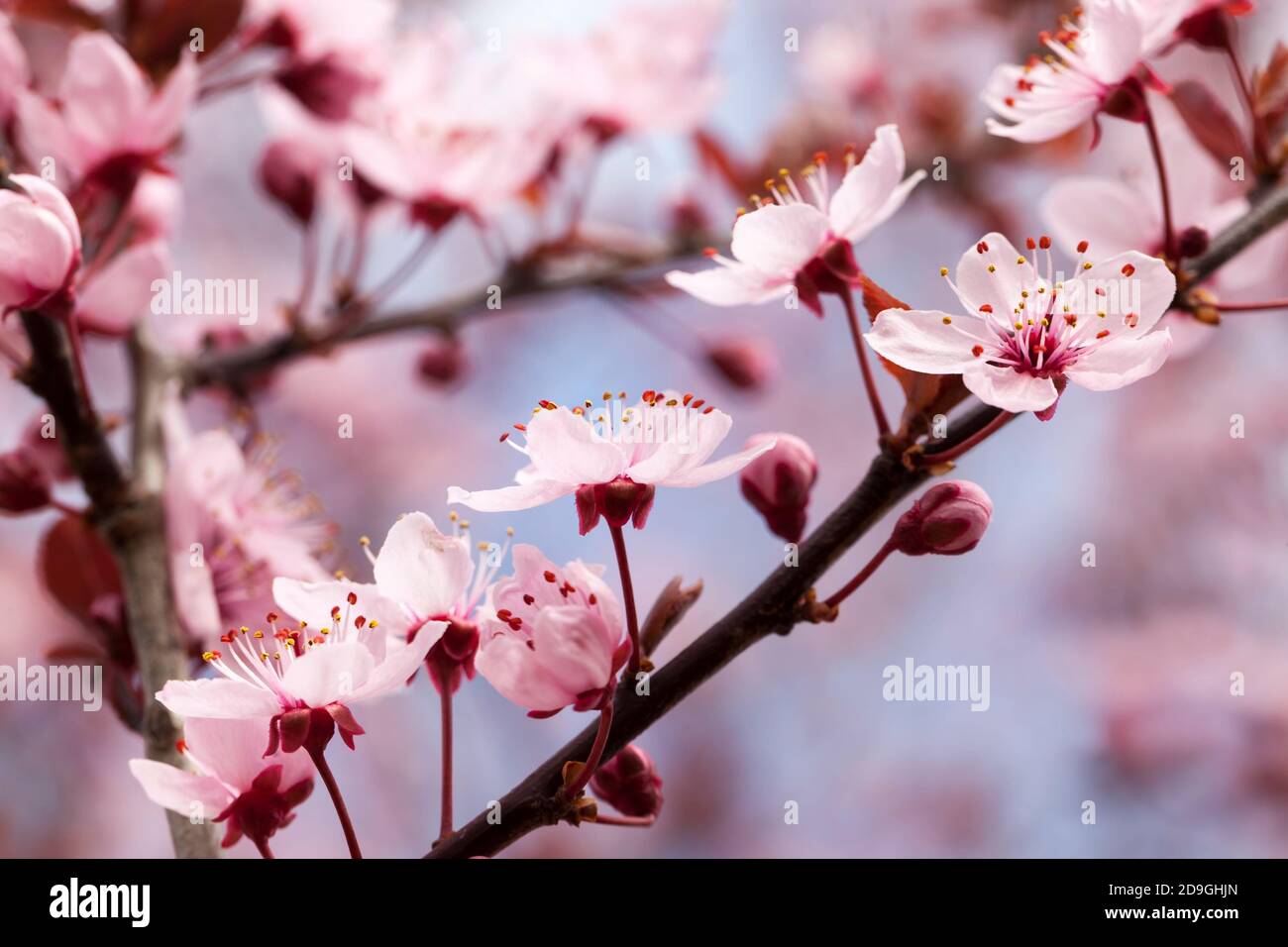 Red cherry blossom hi-res stock photography and images - Alamy