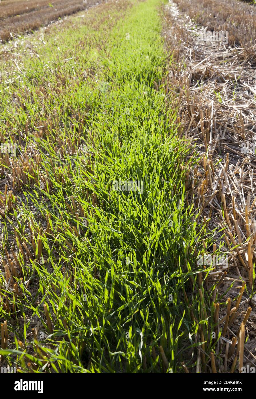 crops on agricultural land Stock Photo - Alamy