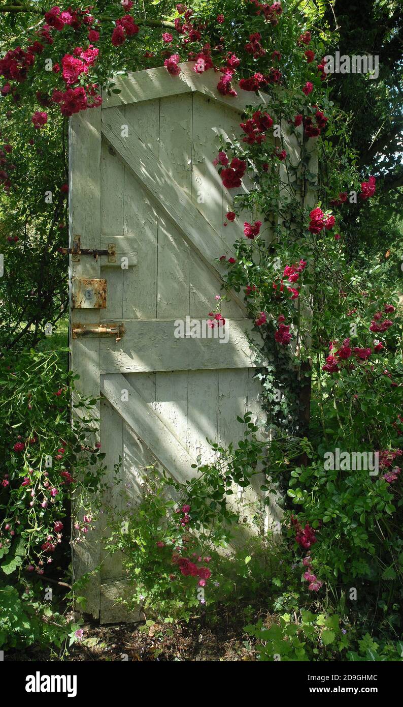 An old rustic Garden Door with Rosa 'Dorothy Perkins' Stock Photo - Alamy