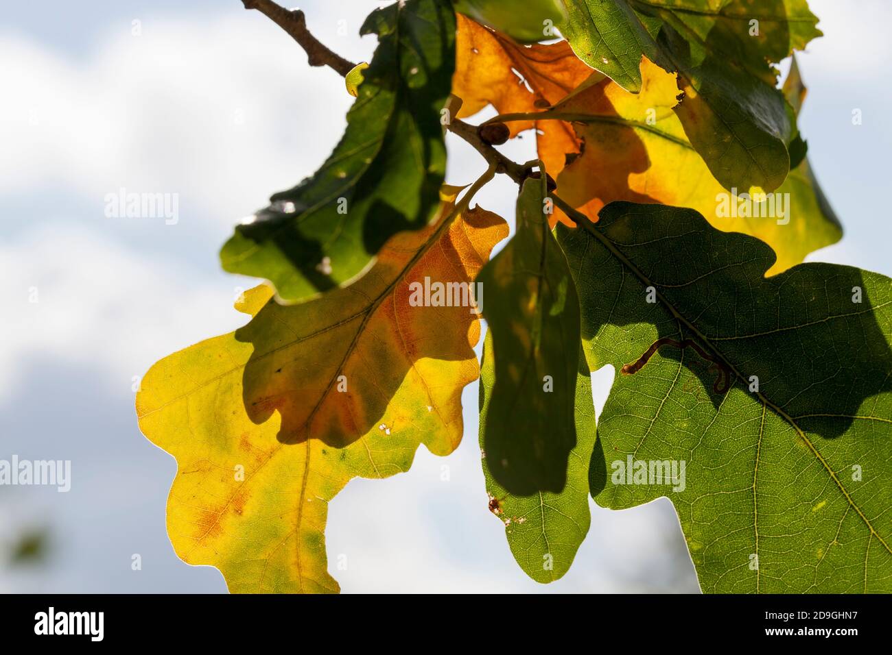 changing color oak in the autumn season Stock Photo - Alamy