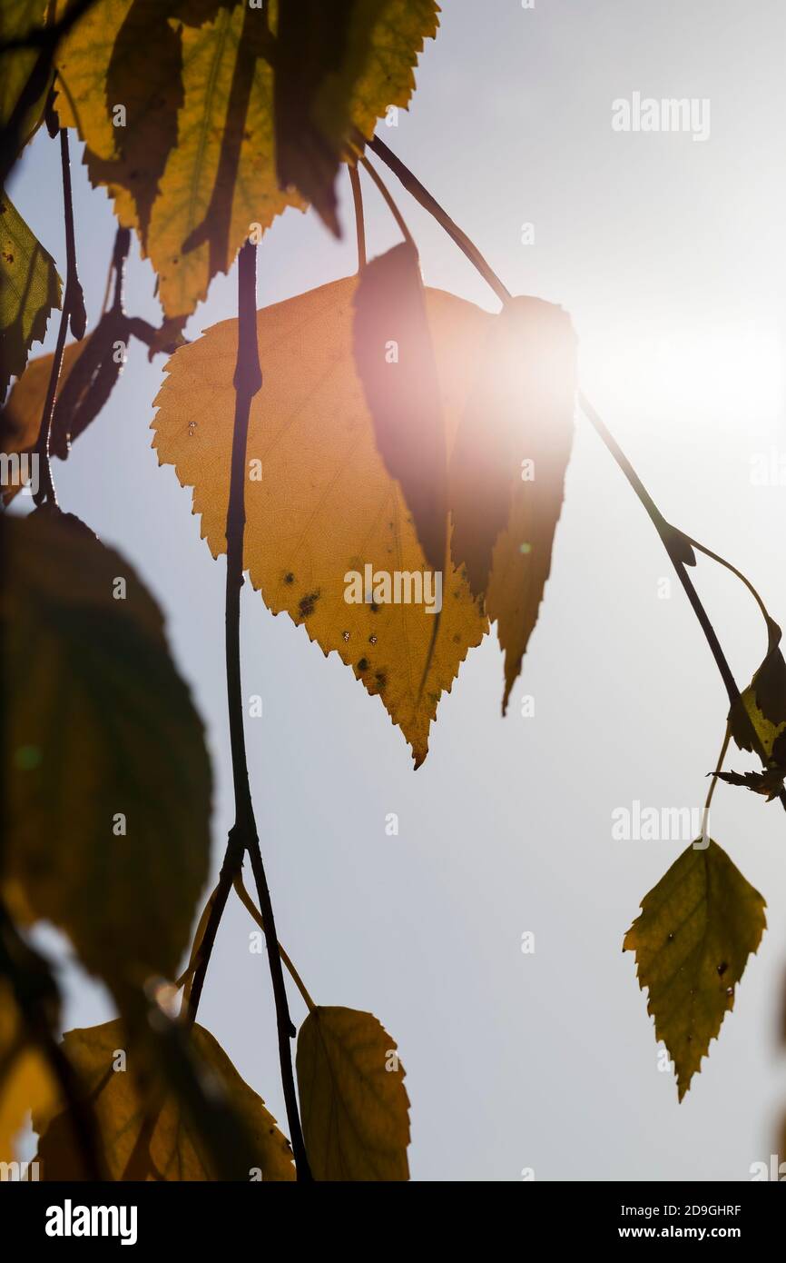 deciduous birch trees in the autumn season Stock Photo - Alamy