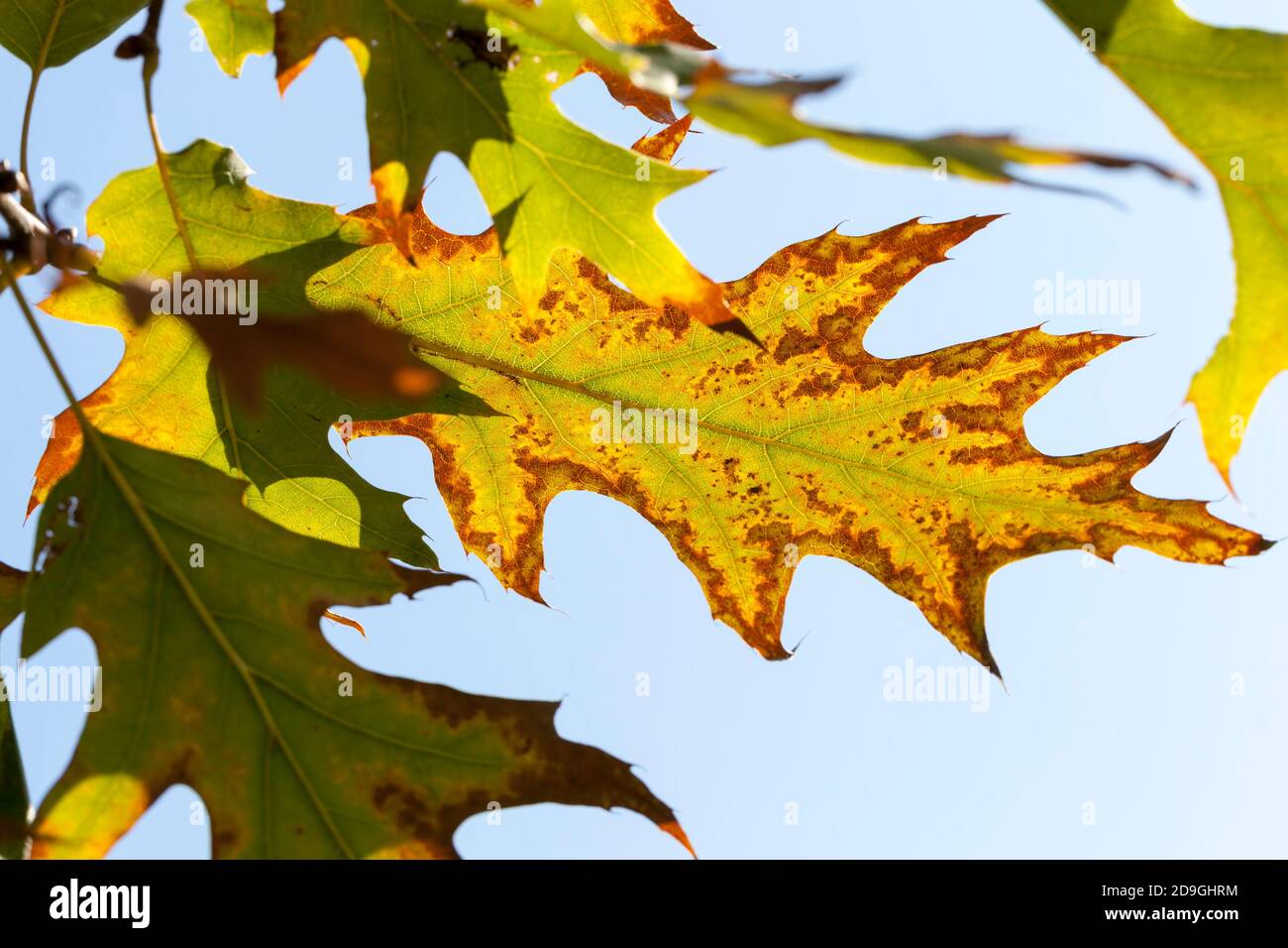 changing color oak in the autumn season Stock Photo - Alamy
