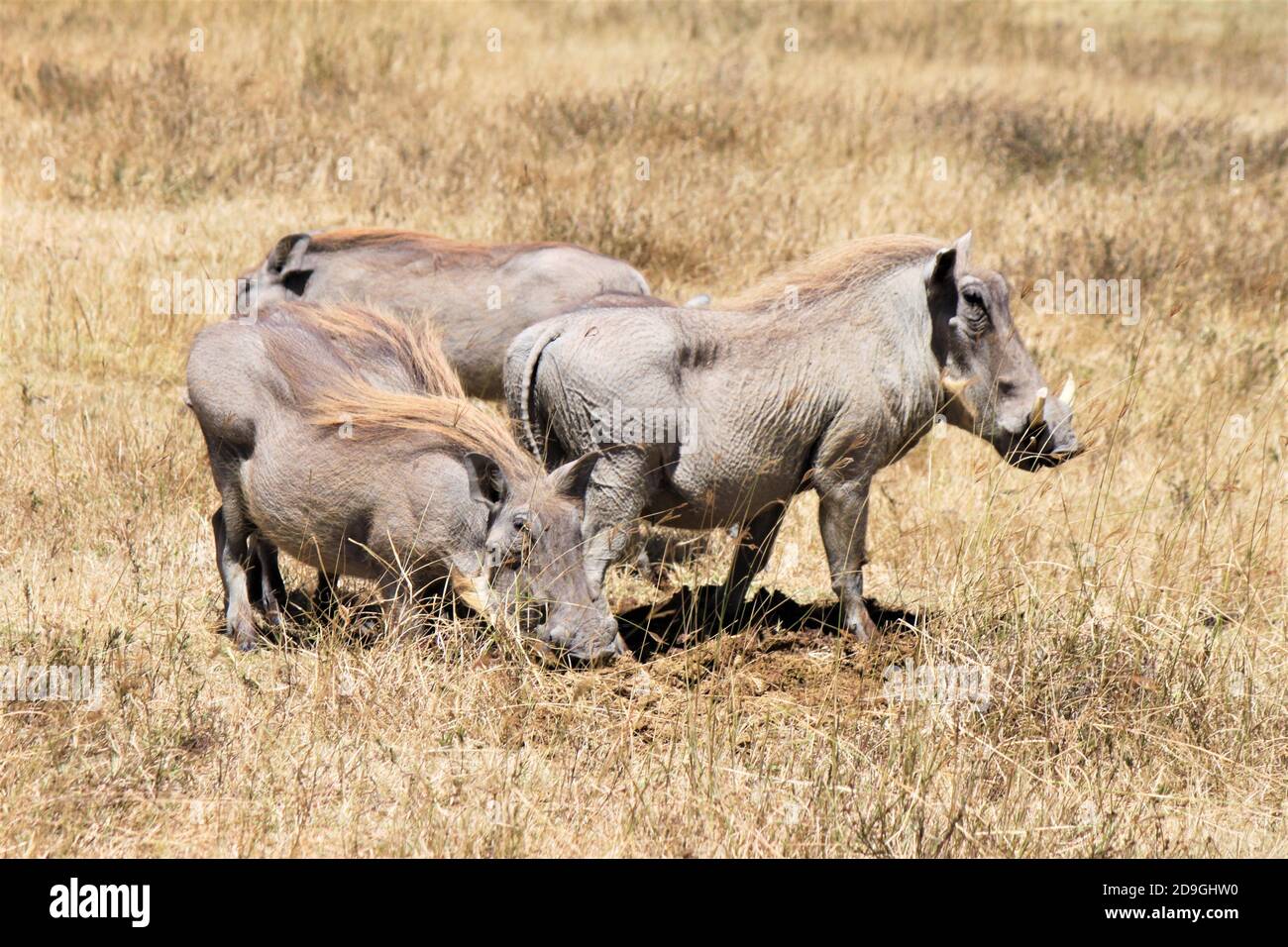 Herd of common warthogs in a natural environment Stock Photo - Alamy