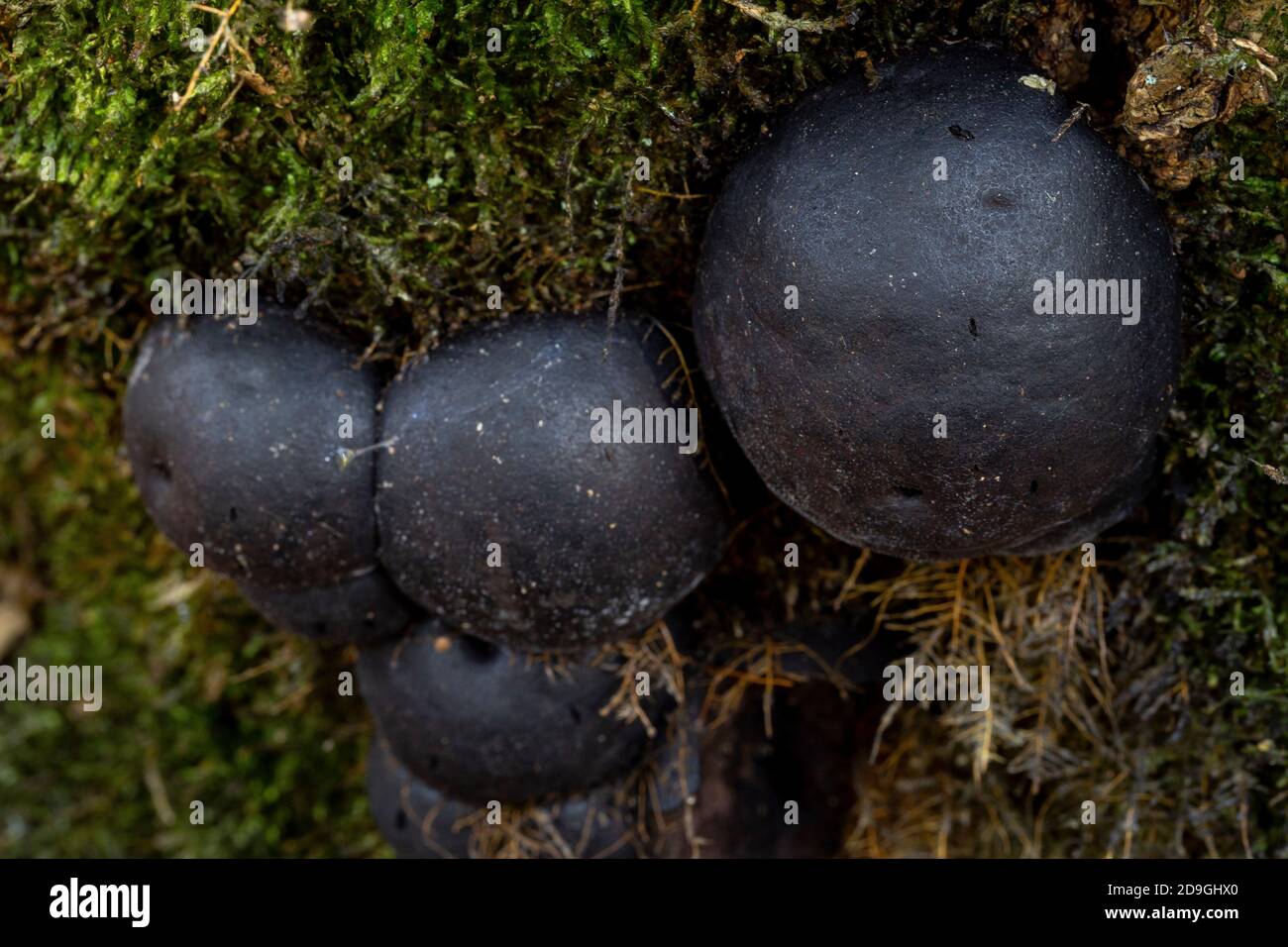 Daldinia concentrica hi-res stock photography and images - Alamy