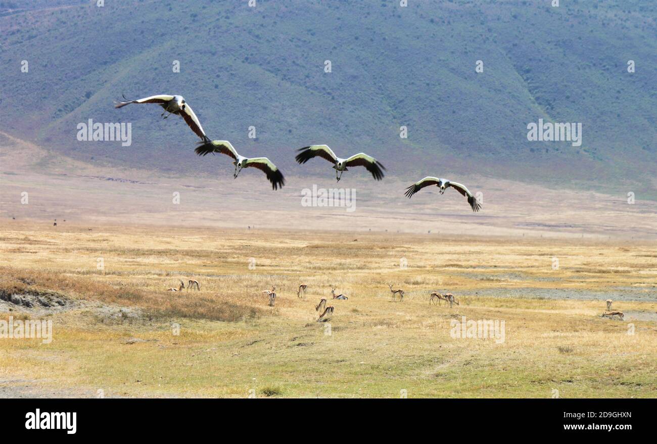 Large flying deer hi-res stock photography and images - Alamy