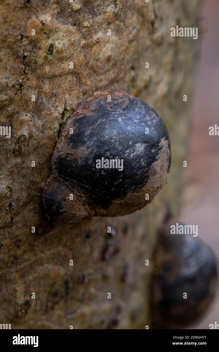 Daldinia concentrica king alfreds cakes hi-res stock photography and ...