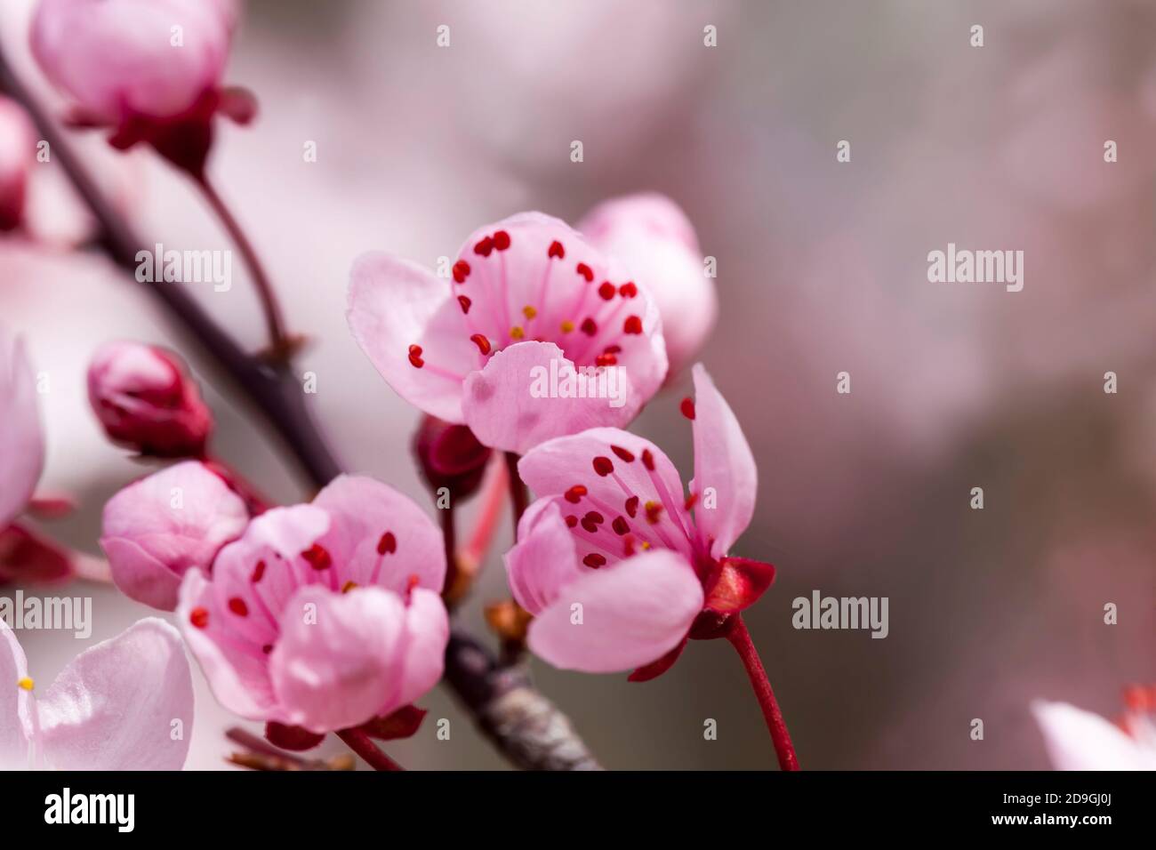Small young cherry tree hi-res stock photography and images - Alamy