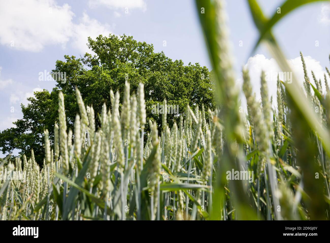 agricultural activities in the field of crop production Stock Photo - Alamy