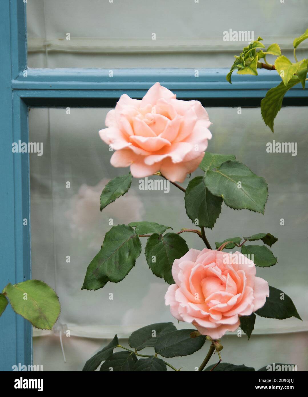 Rosa 'Breath of Life' Stock Photo - Alamy