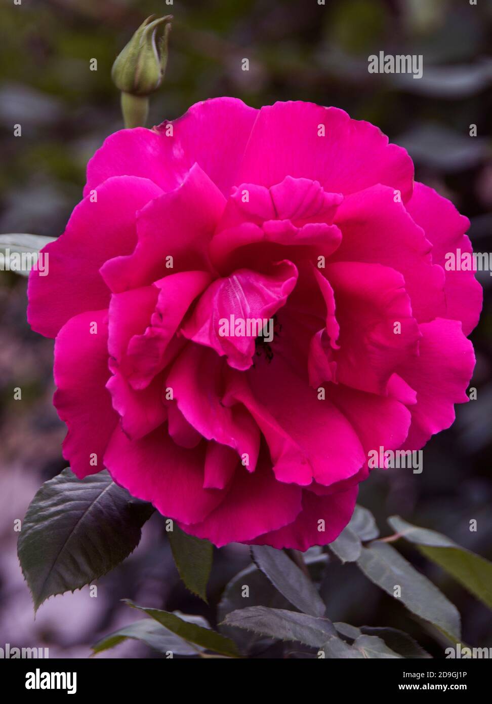 Rosebud cerise hi-res stock photography and images - Alamy