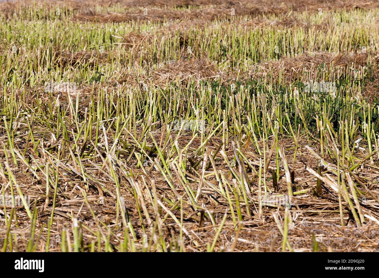 straw from rapeseed Stock Photo - Alamy