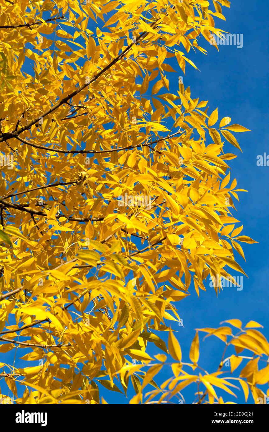 autumn tree with foliage changed color in the autumn season Stock Photo ...