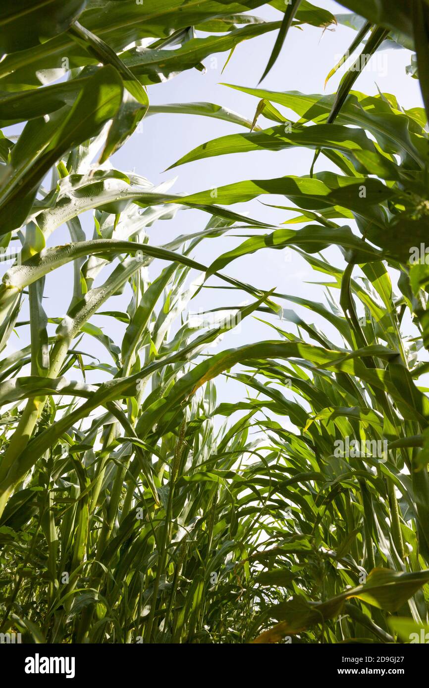 cultivation of sweet corn Stock Photo - Alamy