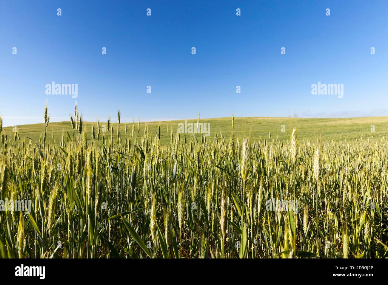 Rye import hi-res stock photography and images - Alamy