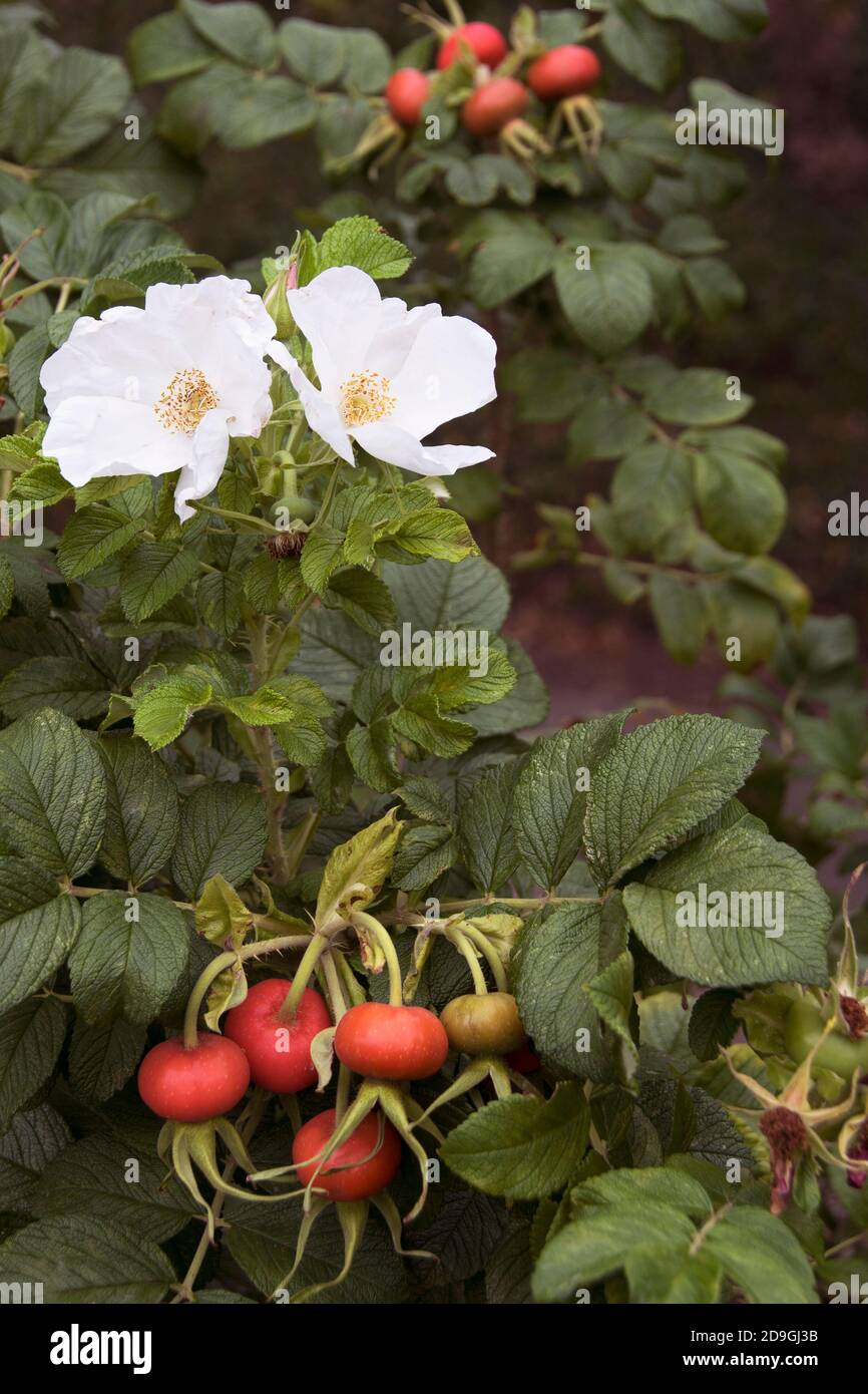 Rosa rugosa ‘Alba’ Stock Photo - Alamy