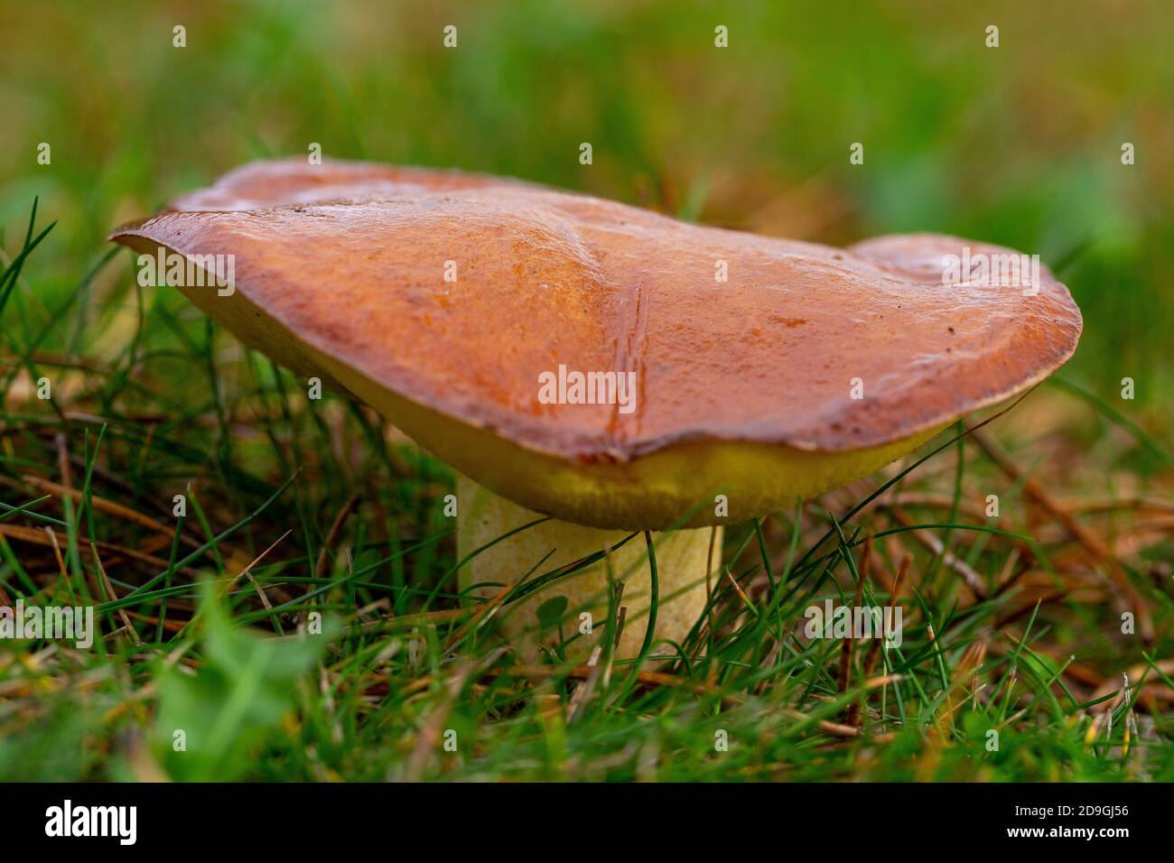 Suillus luteus hi-res stock photography and images - Alamy