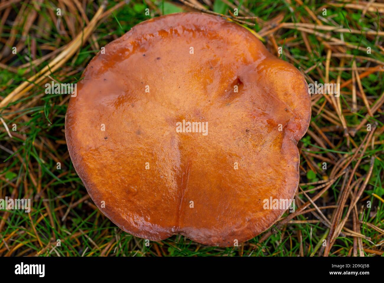 Cap of Suillus luteus Stock Photo - Alamy