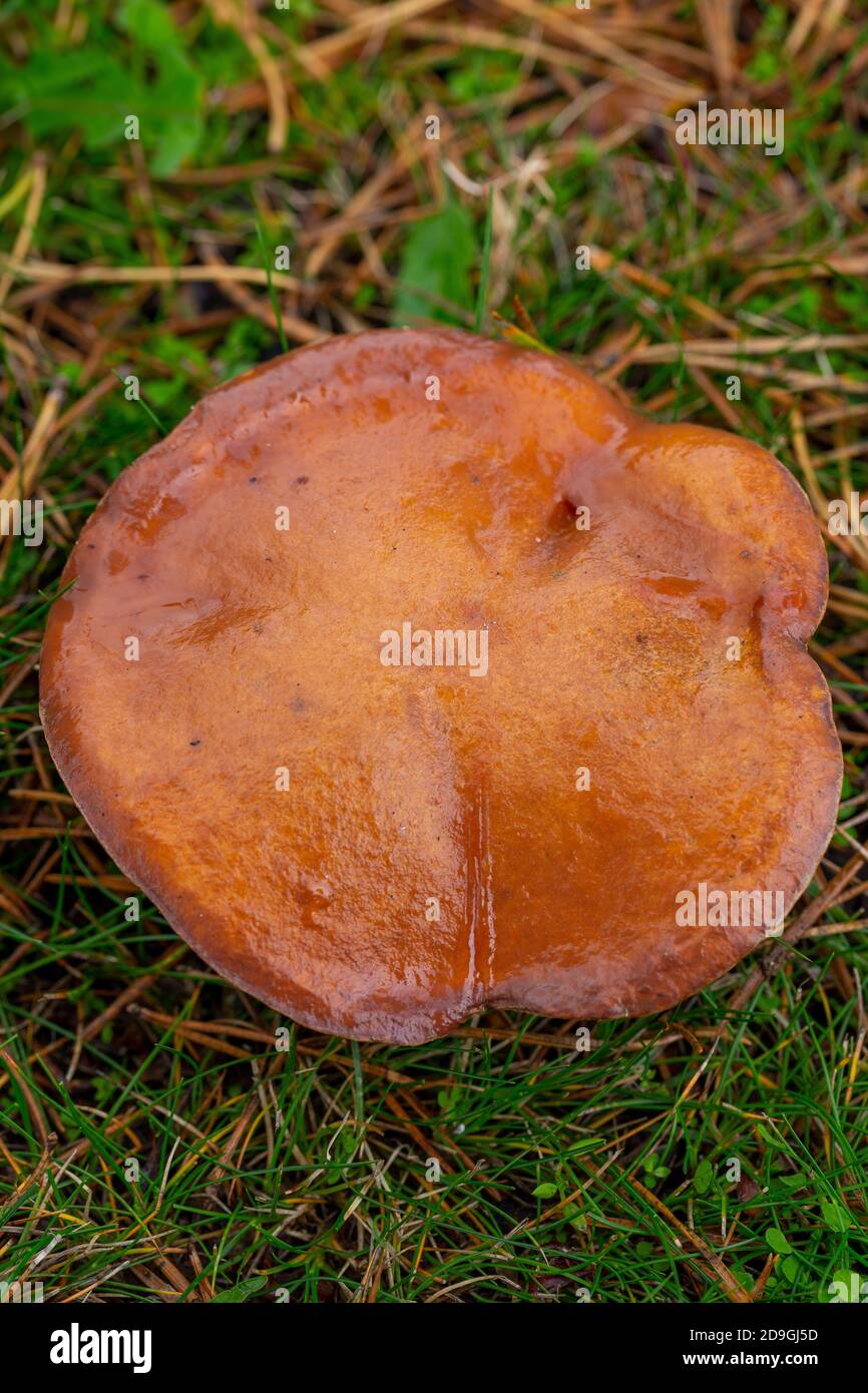 Cap of Suillus luteus Stock Photo - Alamy