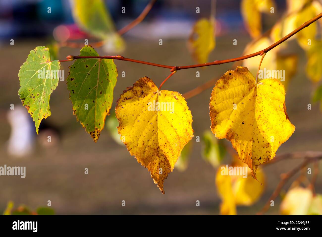 Changing colors in birch forest hi-res stock photography and images - Alamy
