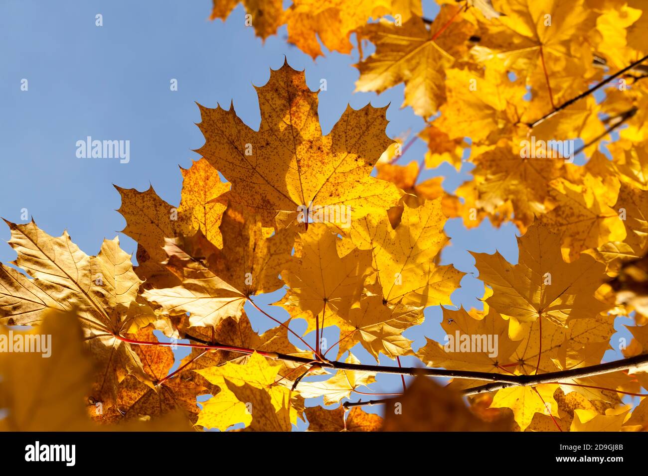 changing the color of maple in the autumn season Stock Photo - Alamy