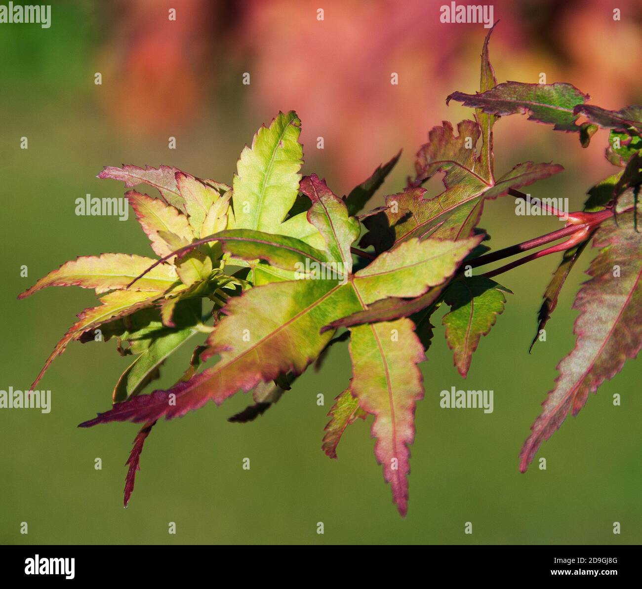 Japanese lime tree hi-res stock photography and images - Alamy