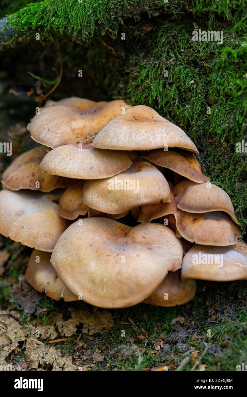 Spindle fungi hi-res stock photography and images - Alamy