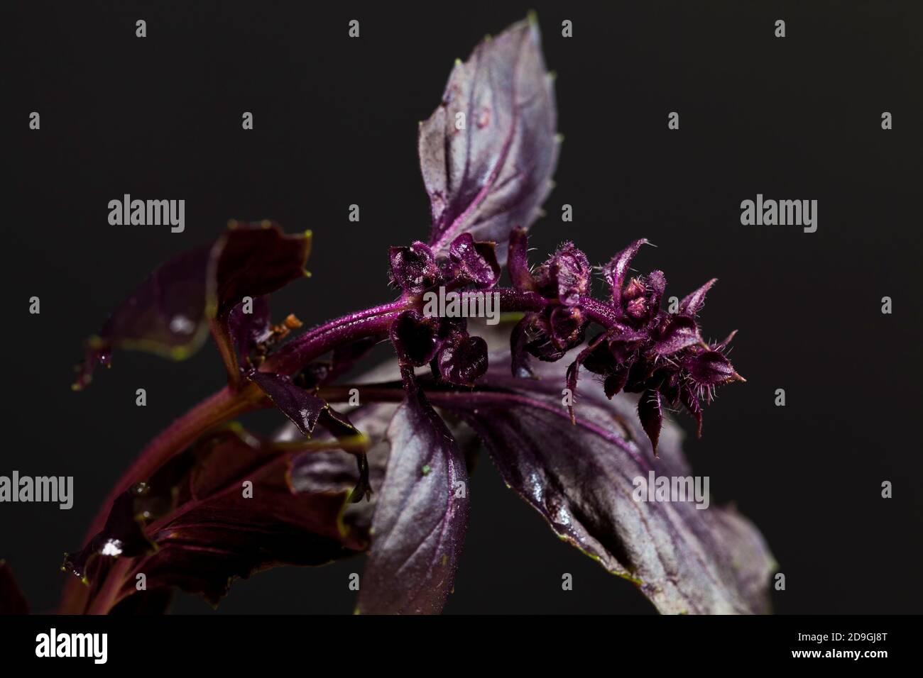 natural food grown on an organic farm, vegetables Stock Photo - Alamy
