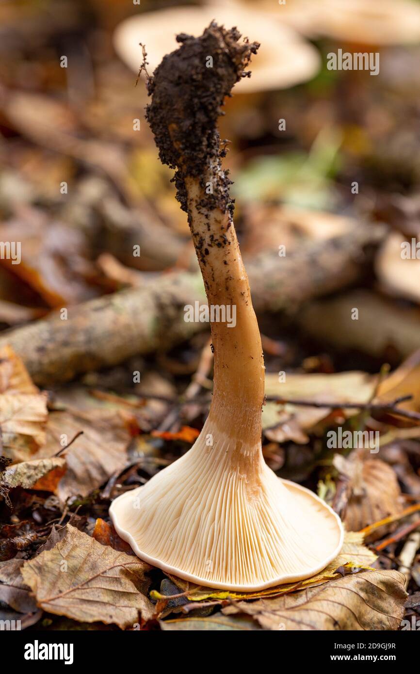 Gills and stipe of Clitocybe geotropa Stock Photo - Alamy