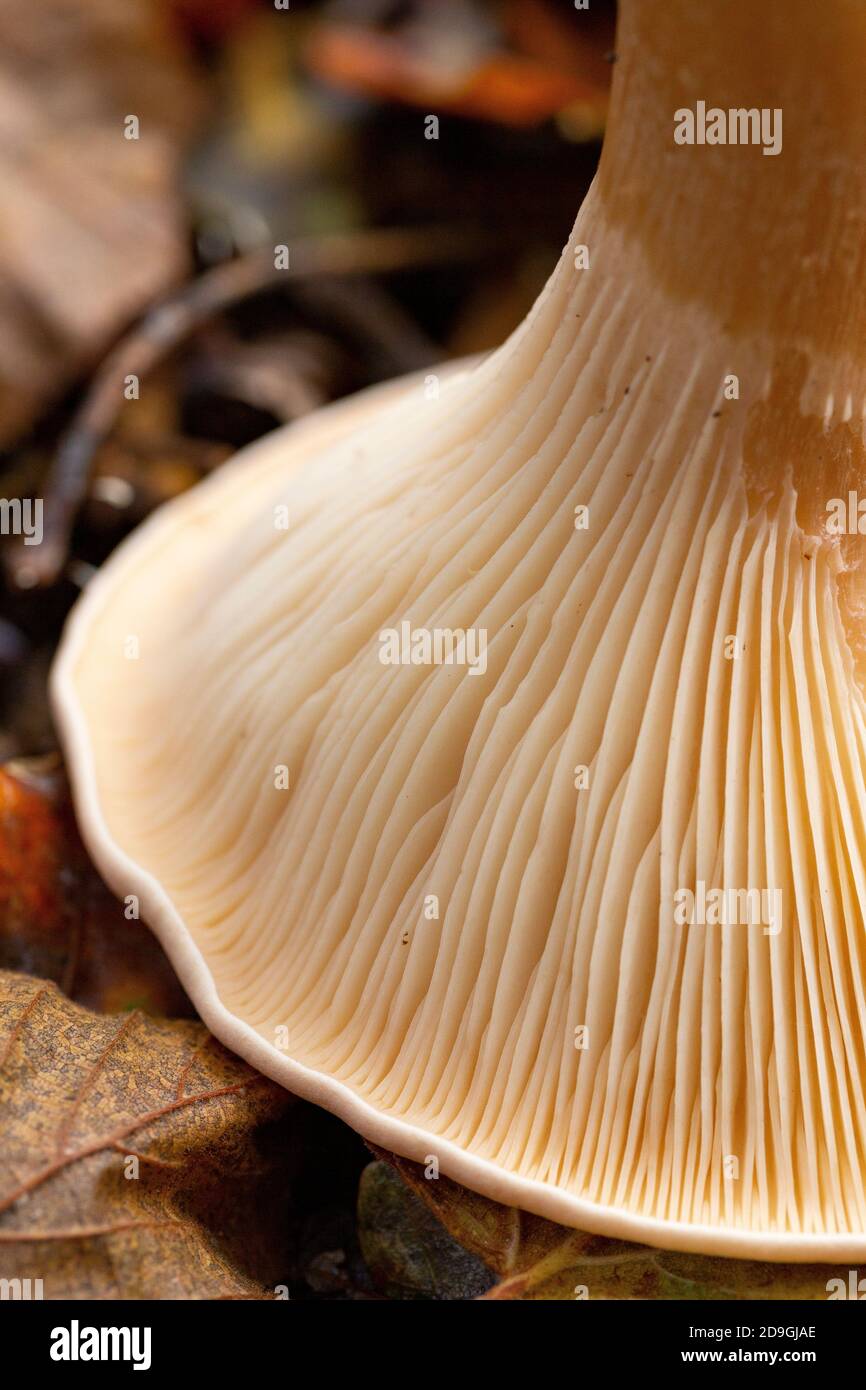 Gills of Clitocybe geotropa Stock Photo - Alamy