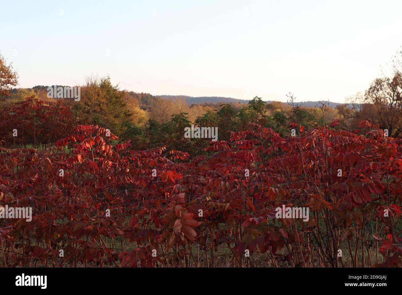 Deep red fall foliage hi-res stock photography and images - Alamy