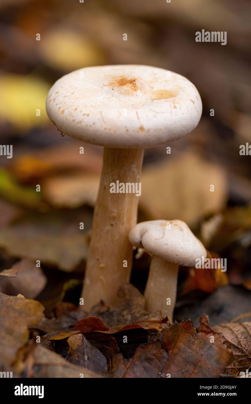Monks head mushroom hi-res stock photography and images - Alamy