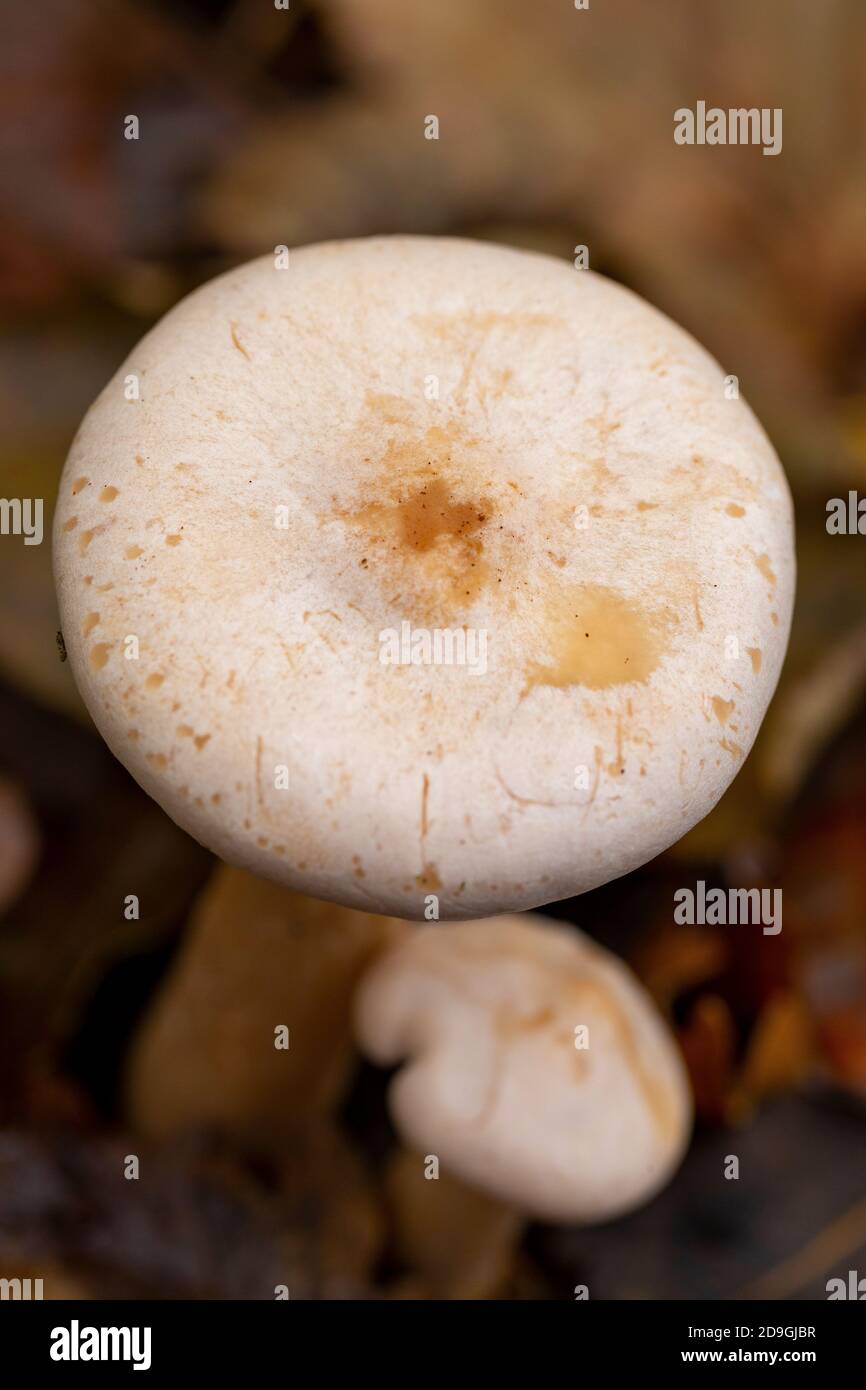 Cap of young Clitocybe geotropa Stock Photo - Alamy