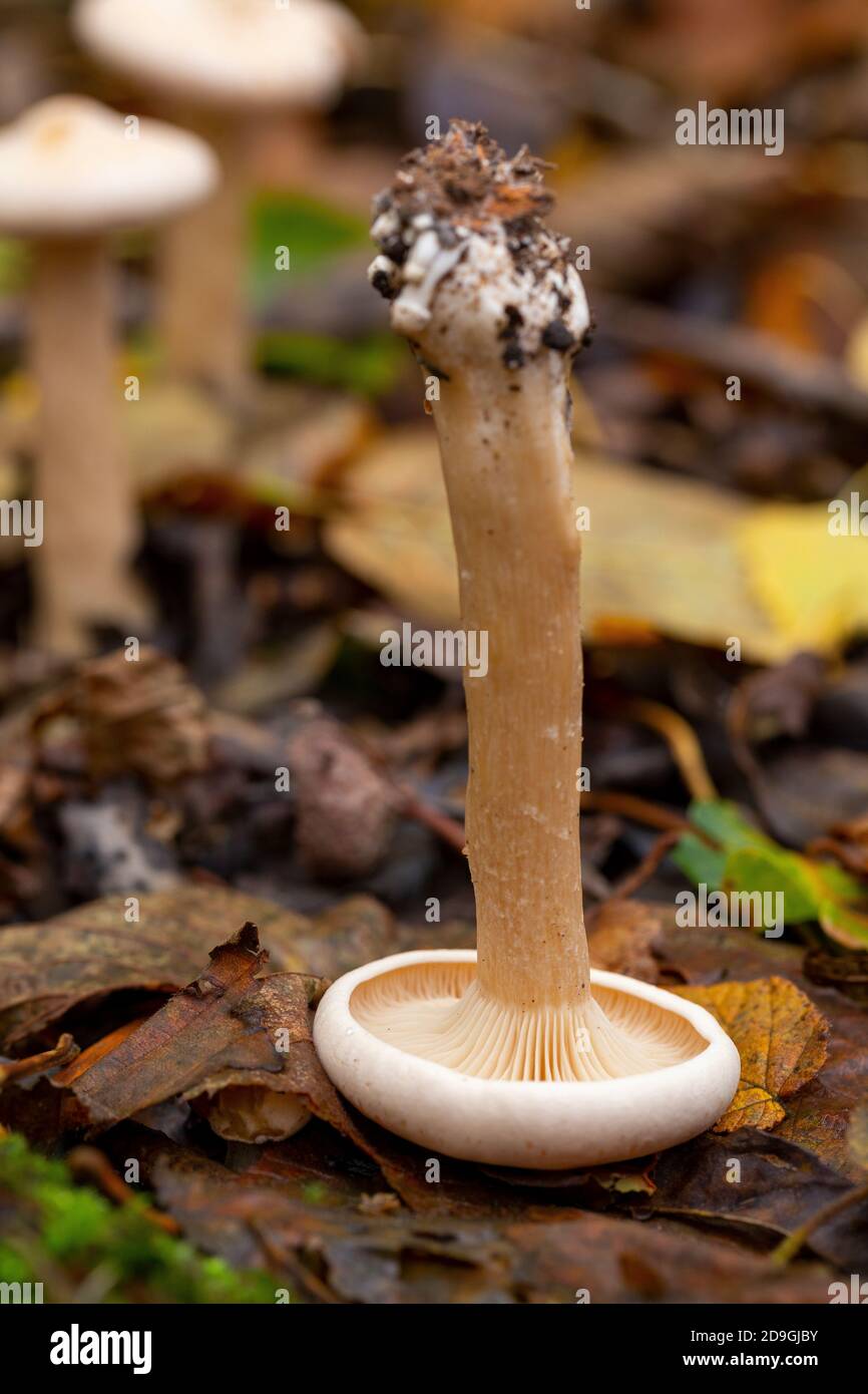 Gills and stipe of young Clitocybe geotropa Stock Photo - Alamy