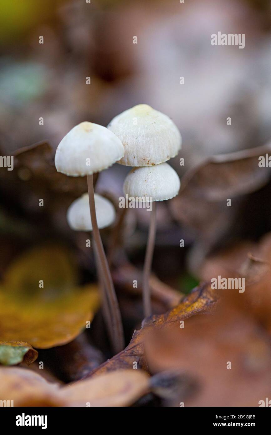 Angels bonnet fungus hi-res stock photography and images - Alamy