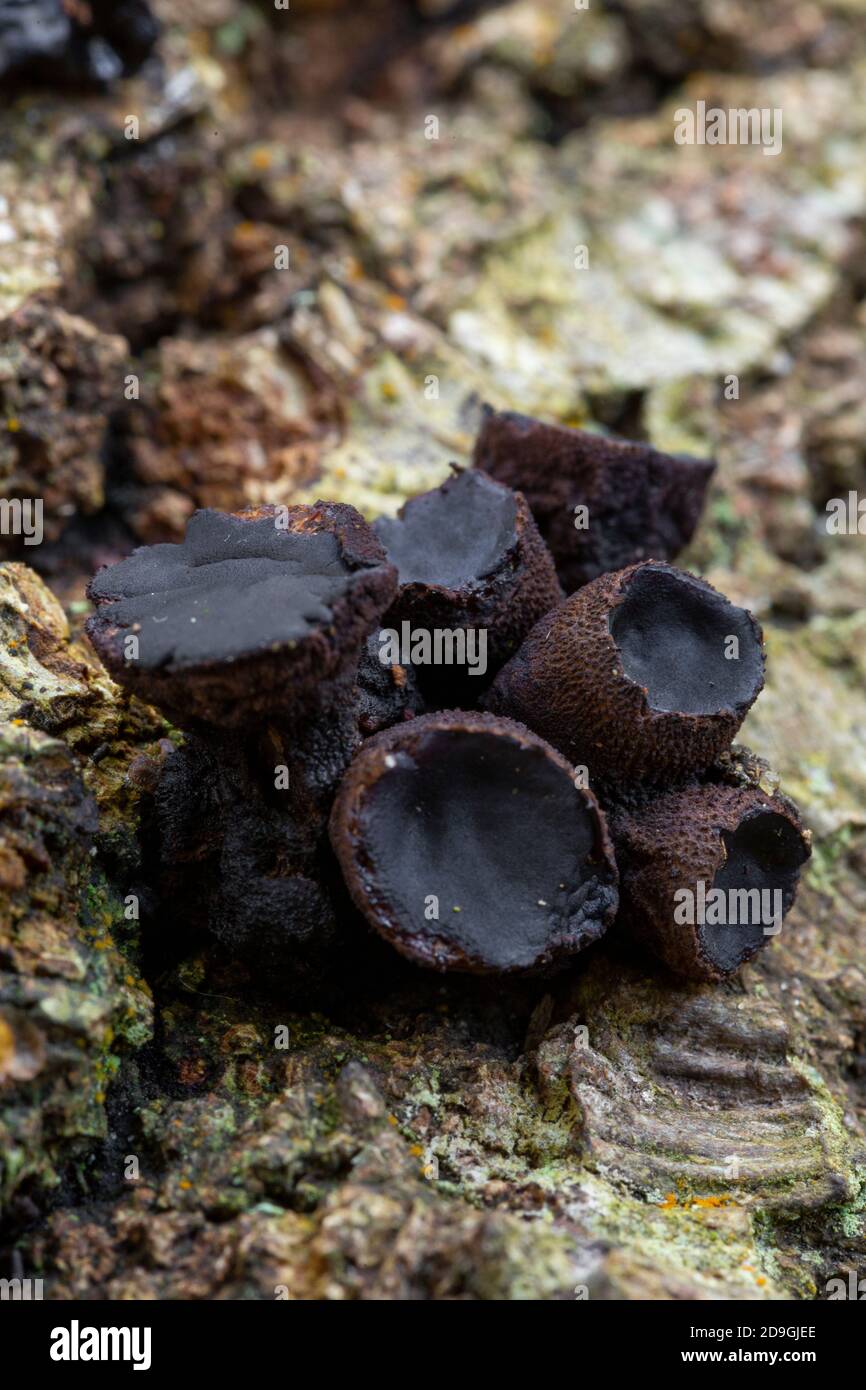 Black bulgar fungus hi-res stock photography and images - Alamy