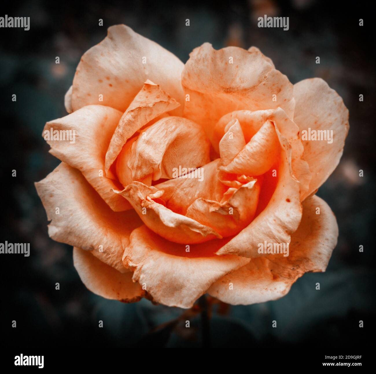 Salmon pink rose bush hi-res stock photography and images - Alamy