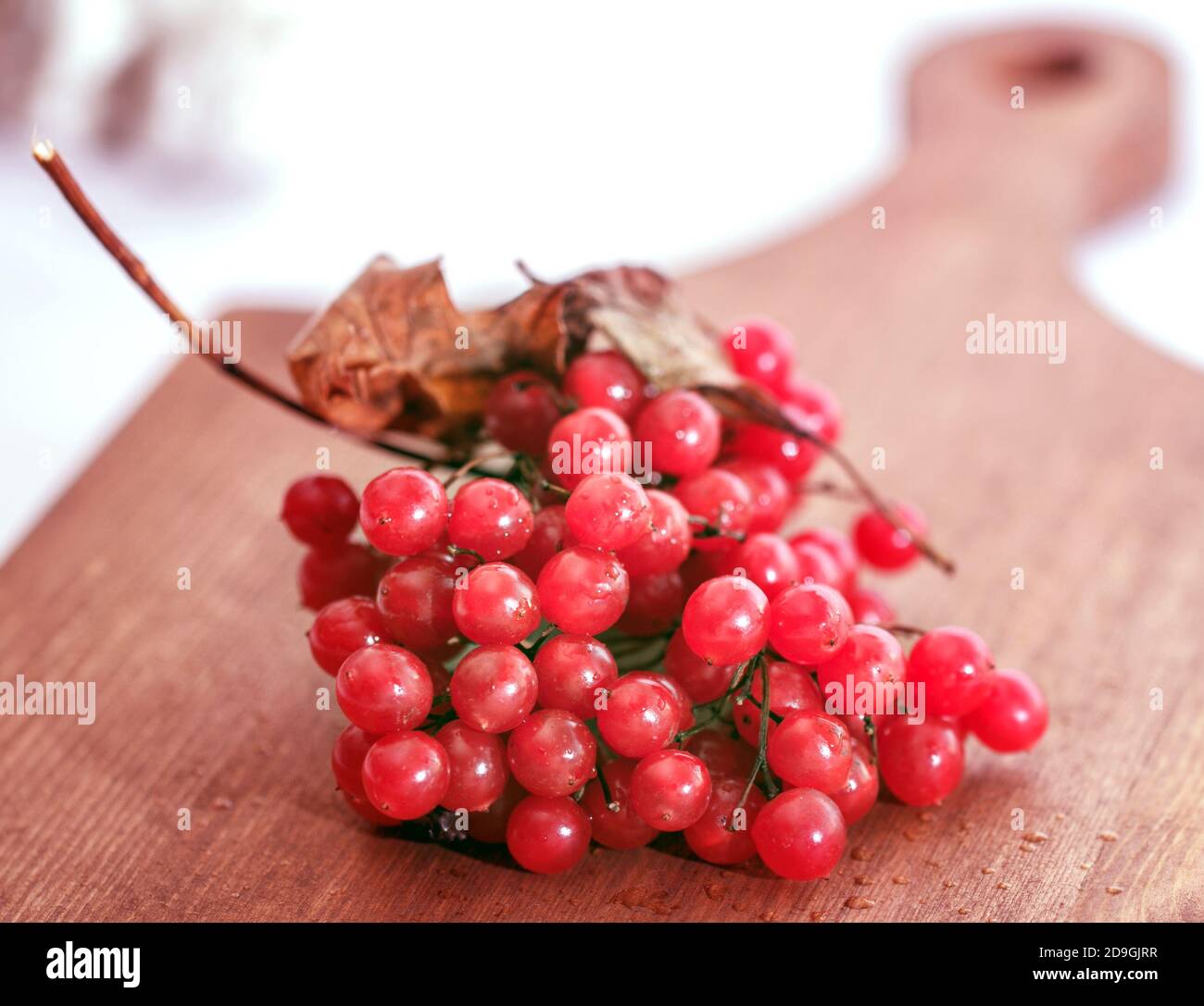 Ripe red charming fresh berries of viburnum Stock Photo - Alamy