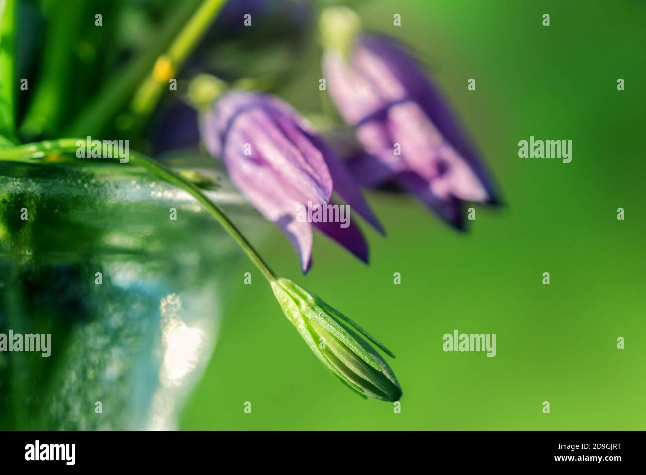 Tender flower hi-res stock photography and images - Alamy