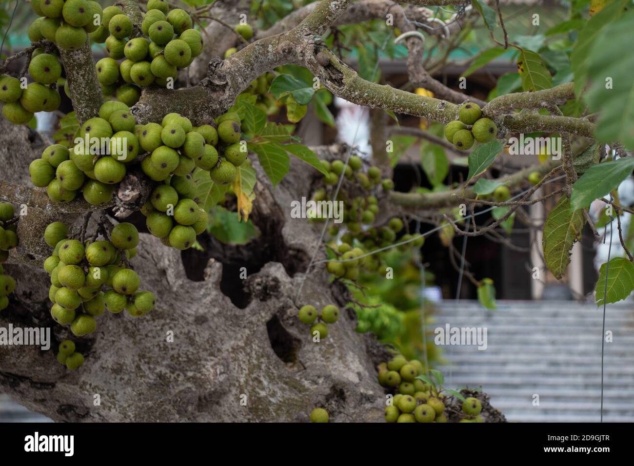 Cluster Fig Tree High Resolution Stock Photography and Images - Alamy