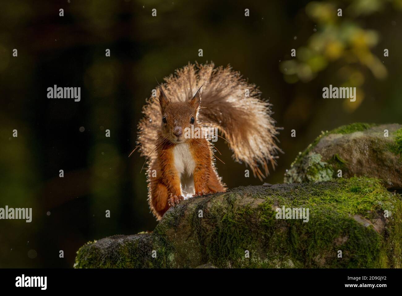 Red Squirrel (Sciurus vulgaris) with bushy tail and tufty ears wild in ...