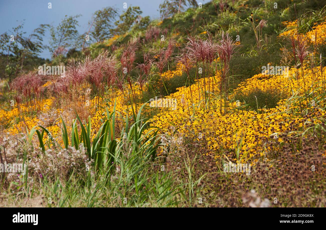 Prairie planting in North Olympic Park Stock Photo - Alamy