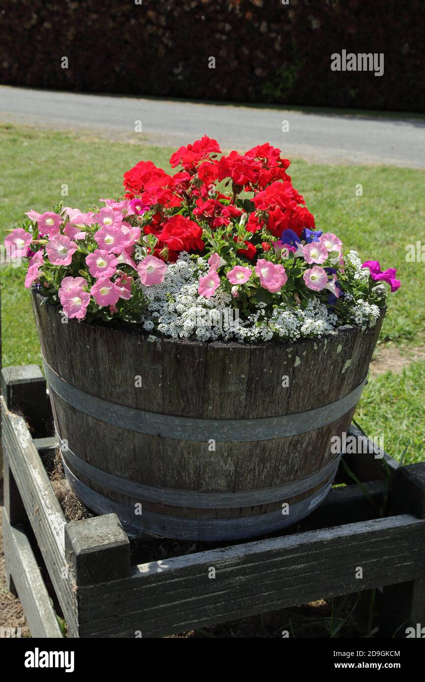 Barrel with flowers hi-res stock photography and images - Alamy