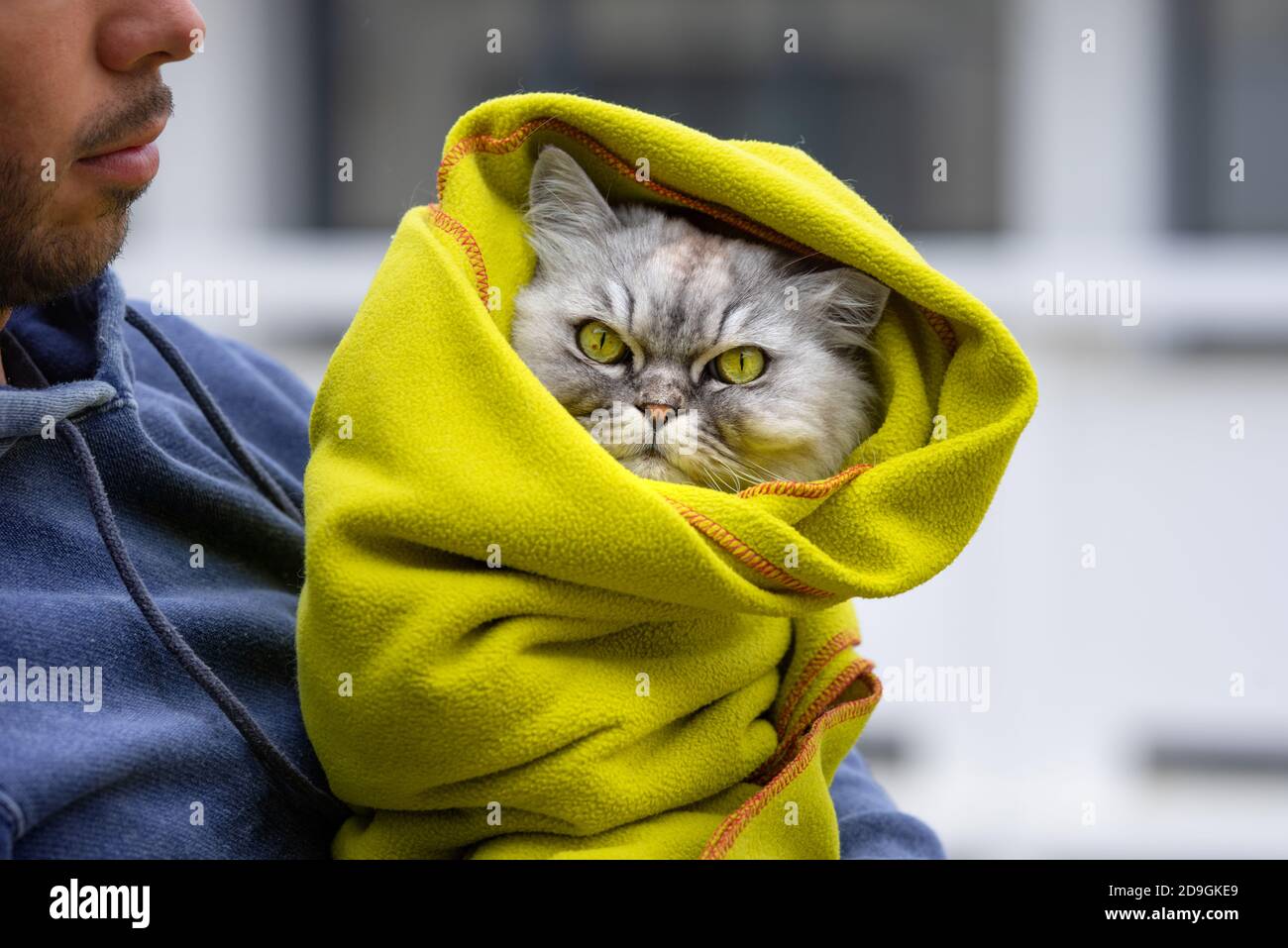 Beautiful thoroughbred grumpy cat getting warm in a green blanket Stock ...