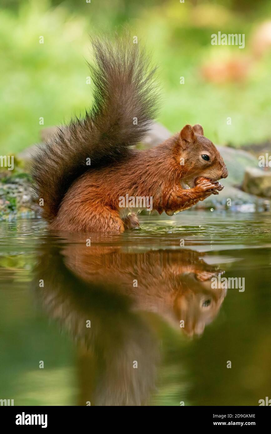 Red Squirrel (Sciurus vulgaris) with bushy tail and tufty ears wild in ...