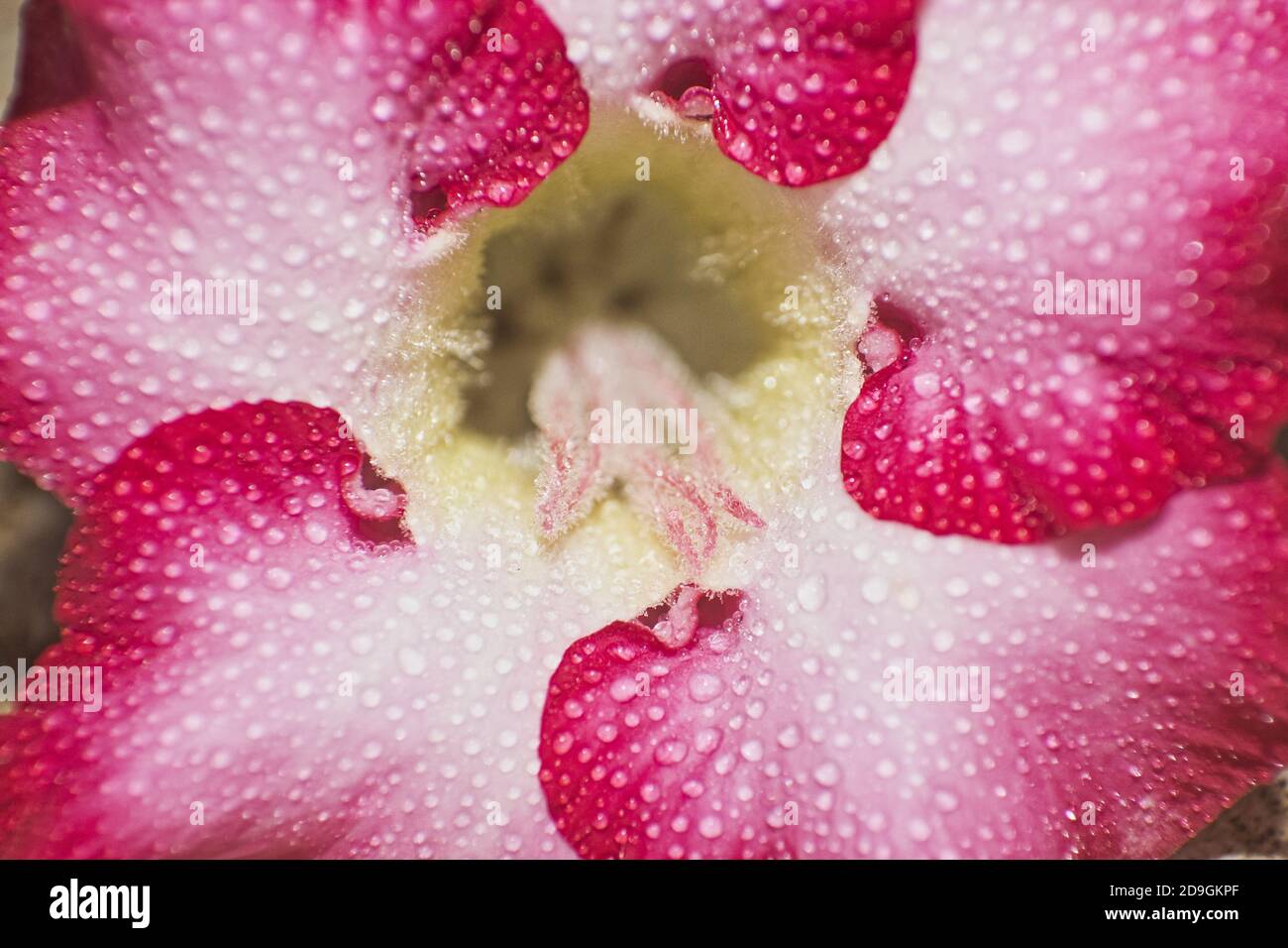 Red and white adenium flower petals and anthers covered with morning ...