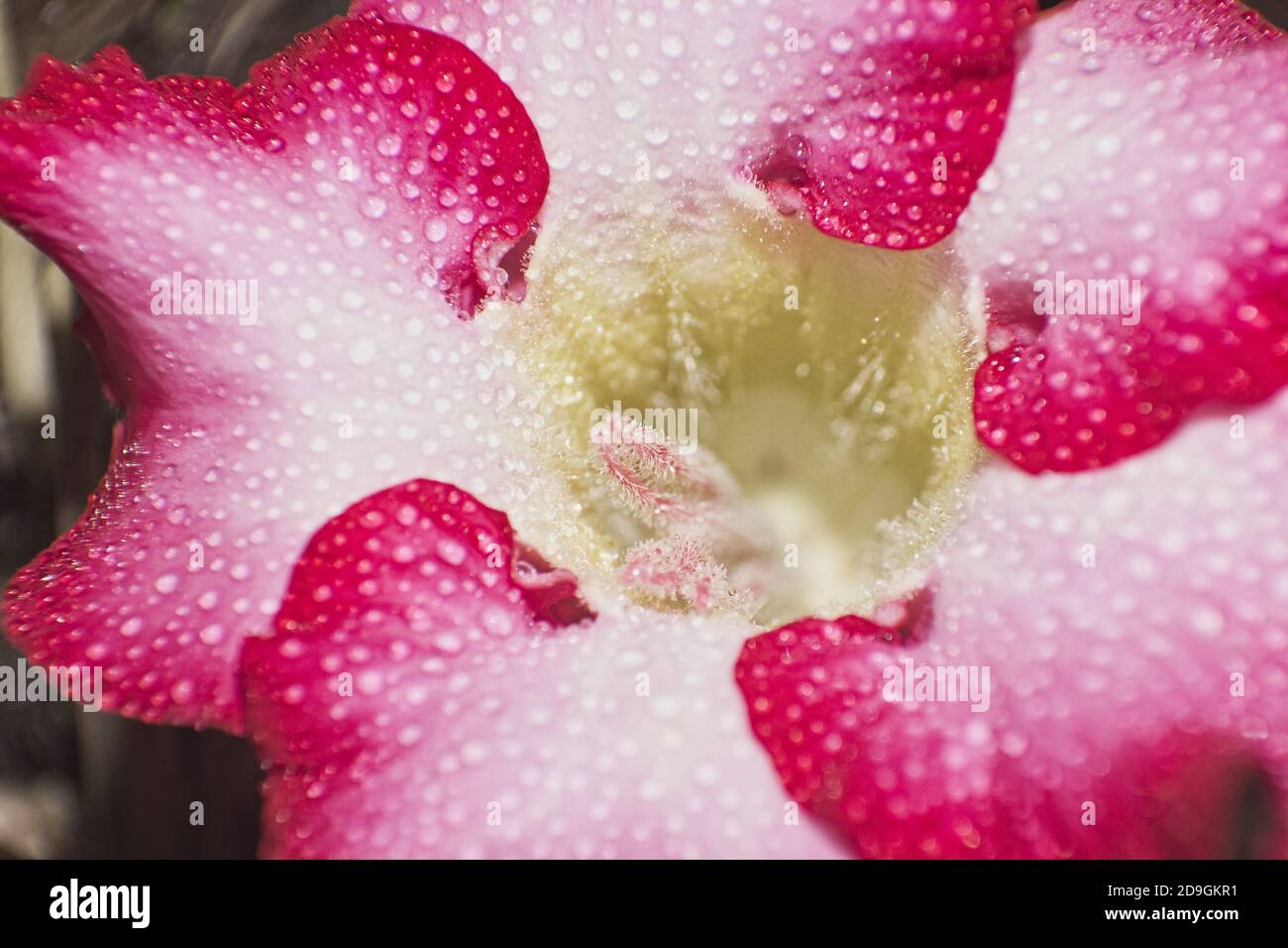 Red and white adenium flower petals and anthers covered with morning ...
