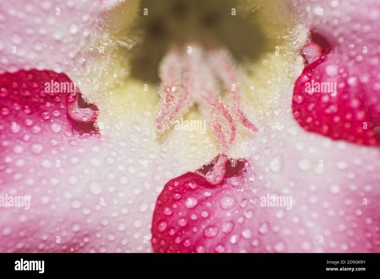 Red and white adenium flower petals and anthers covered with morning ...
