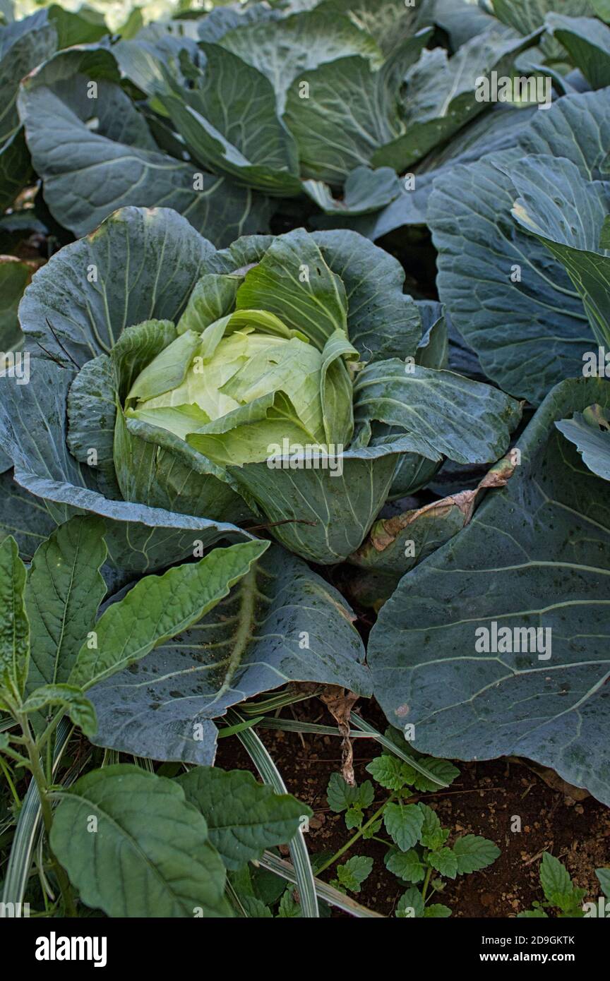 Vertical shot of fresh green cabbage in the garden Stock Photo - Alamy