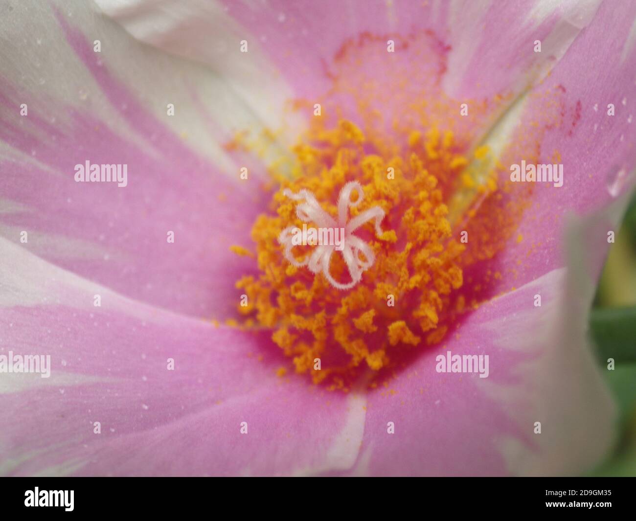 Closeup shot of Nootka rose Stock Photo - Alamy