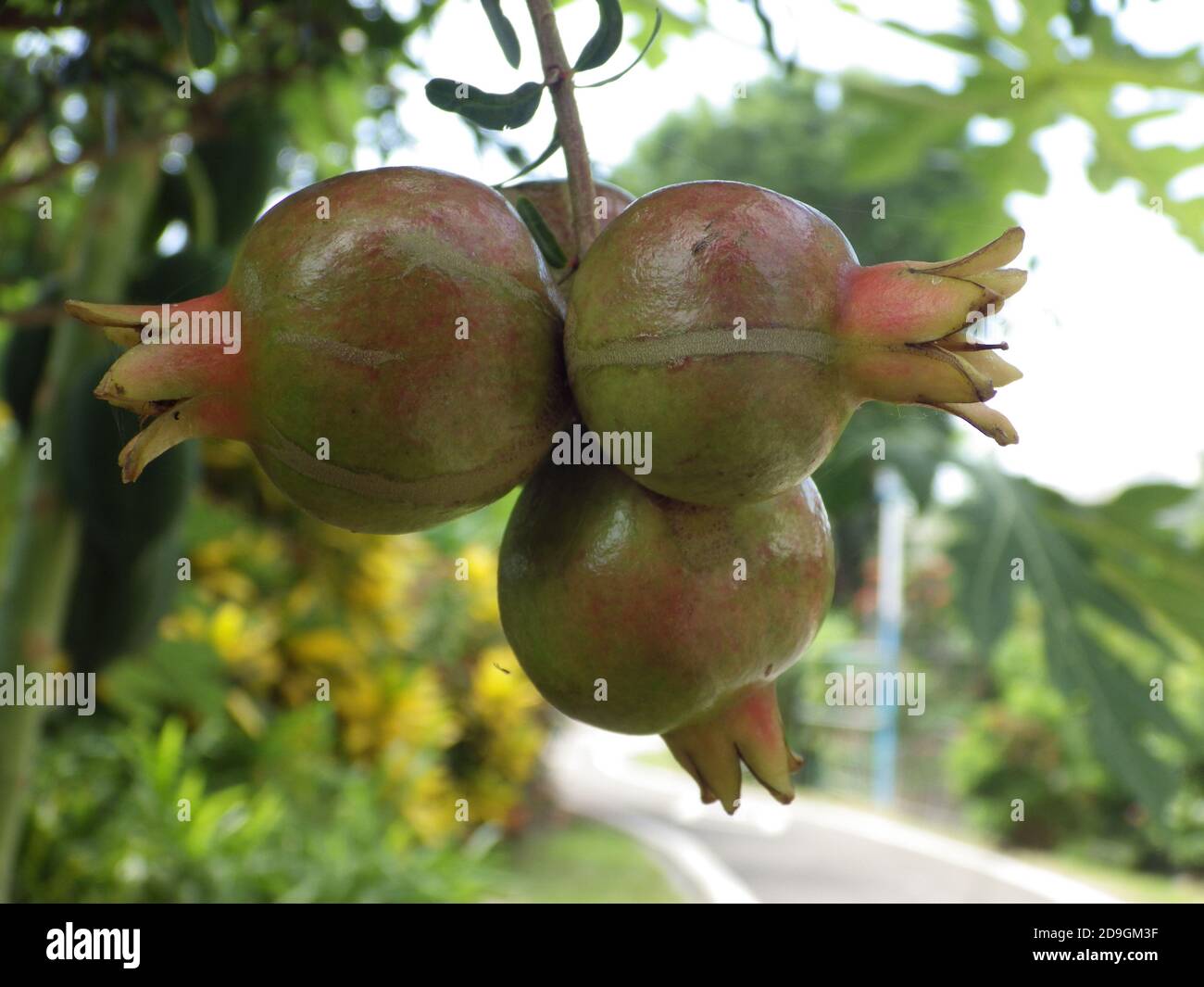 Closeup shot of unripe pomegranate on the tree Stock Photo - Alamy